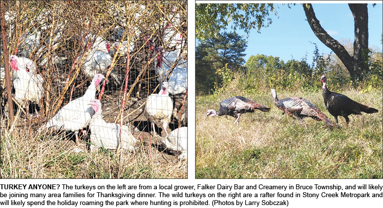 Turkey anyone? – The Record